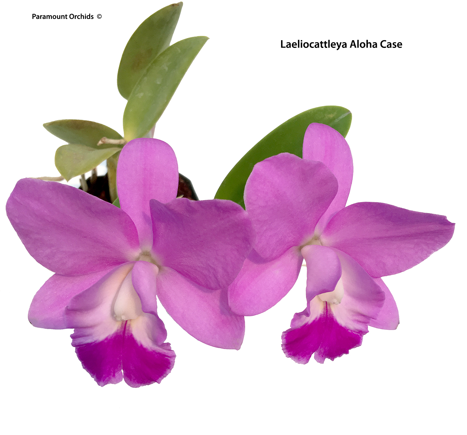 Cattleya Family